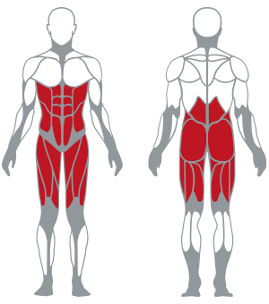 muscoli - Panatta Australia | Panatta Australia